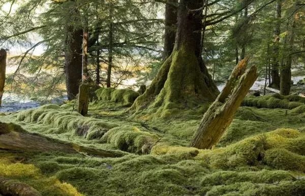 新周刊丨在加拿大，任何一棵树都有尊严 | Super, Natural BC